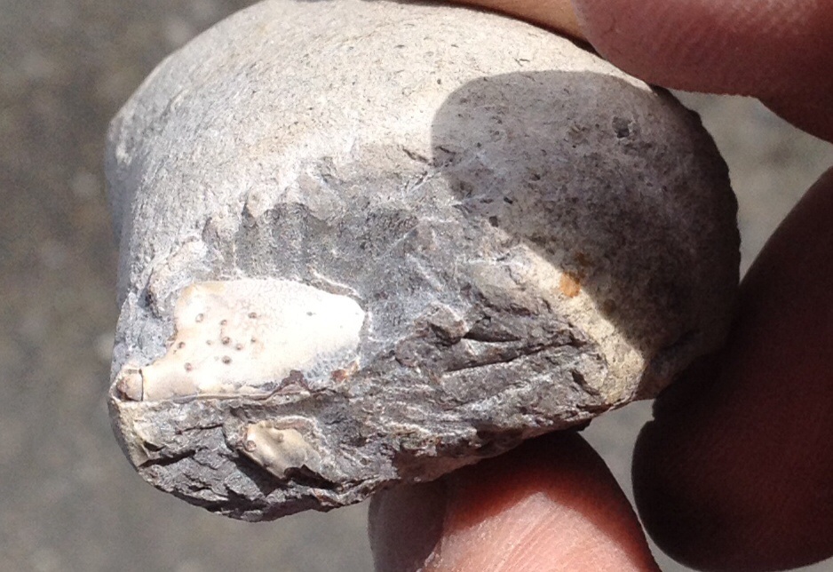 Crawfish fossil - Fossil Preparation - The Fossil Forum