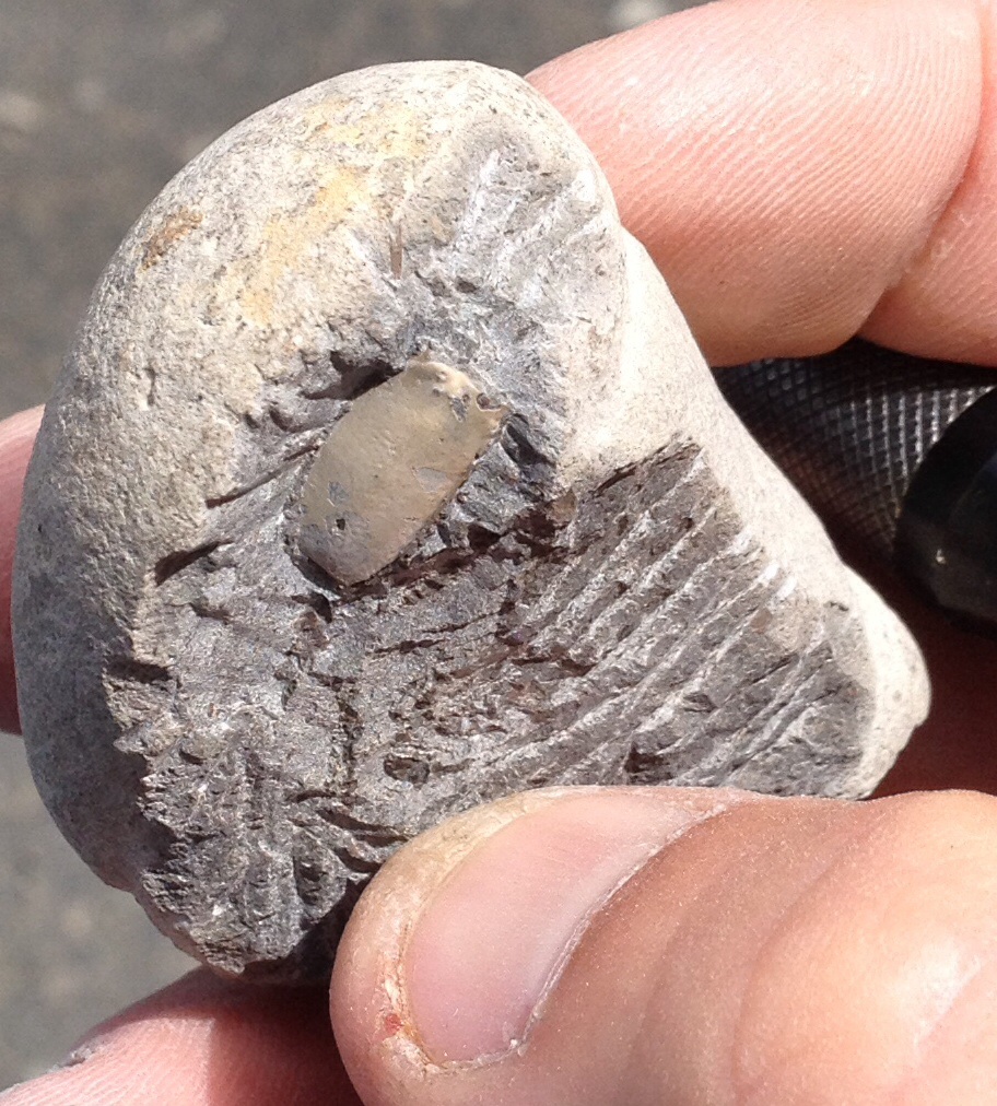 Crawfish fossil - Fossil Preparation - The Fossil Forum