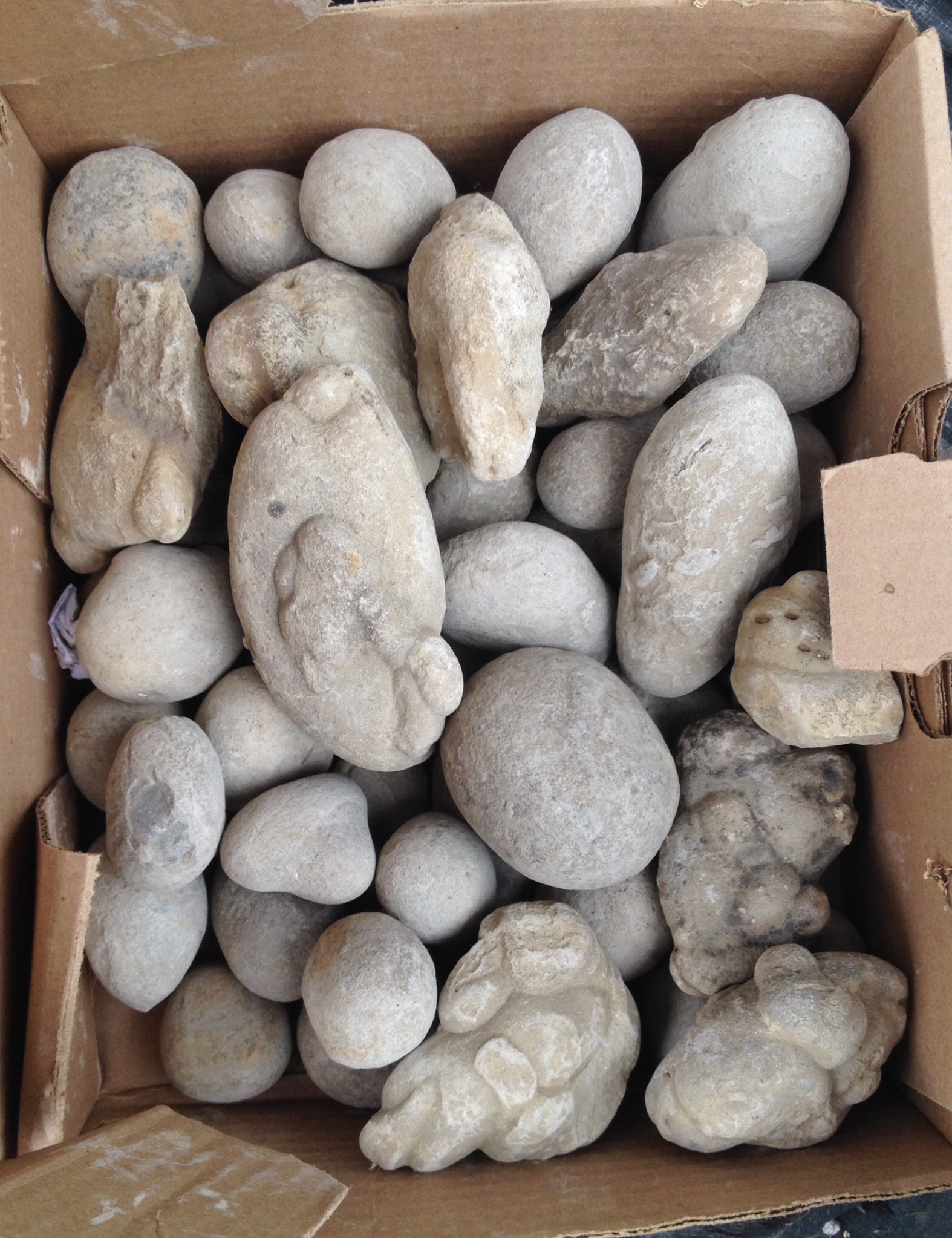 Crawfish fossil - Fossil Preparation - The Fossil Forum