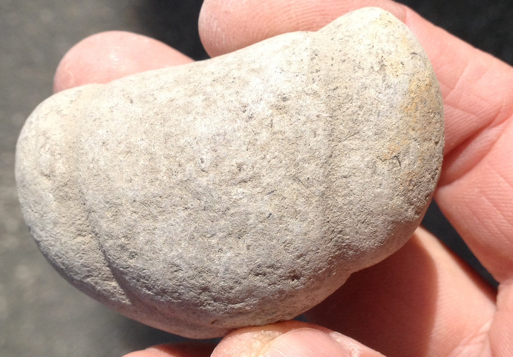 Crawfish fossil - Fossil Preparation - The Fossil Forum