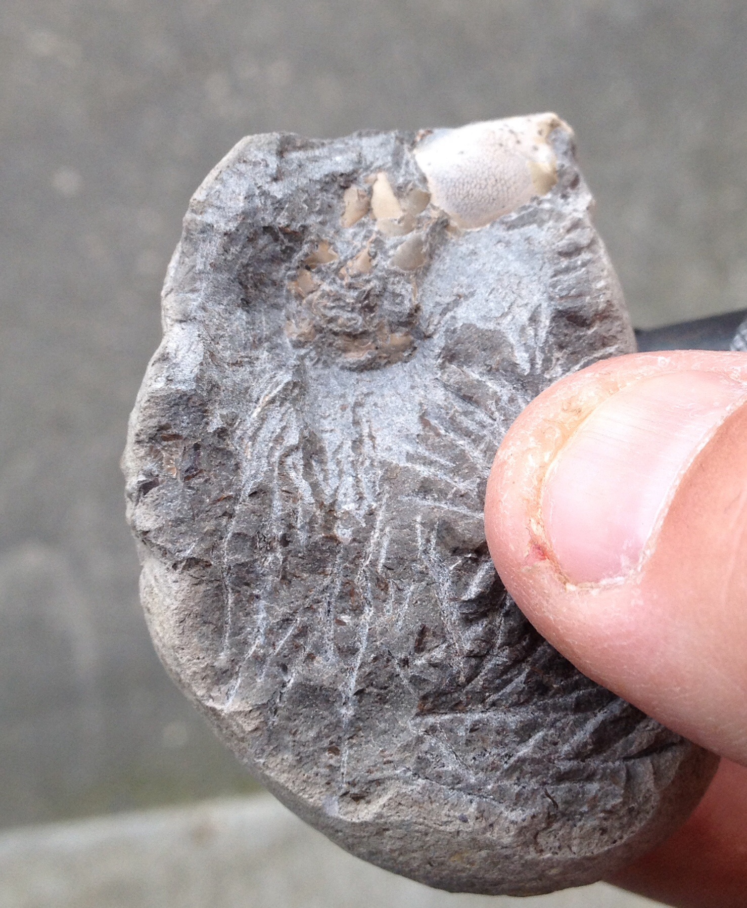 Crawfish fossil - Fossil Preparation - The Fossil Forum