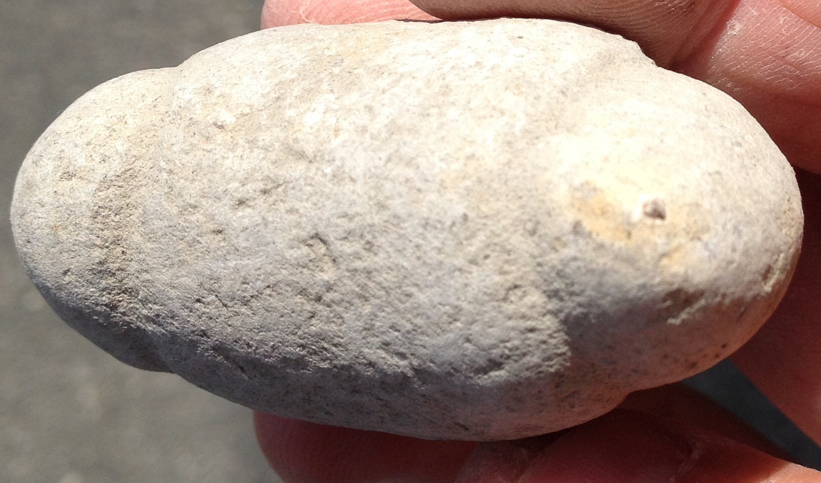 Crawfish fossil - Fossil Preparation - The Fossil Forum