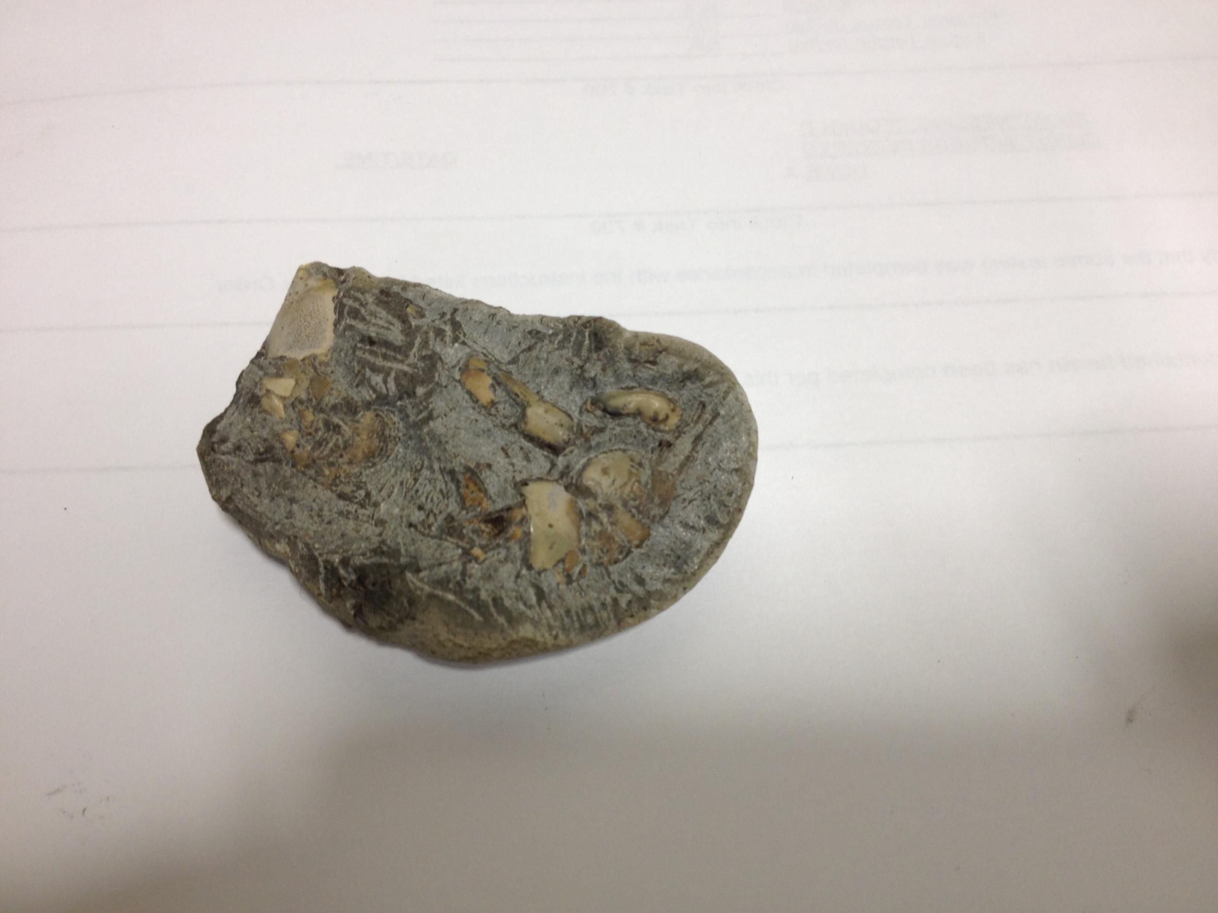 Crawfish fossil - Fossil Preparation - The Fossil Forum