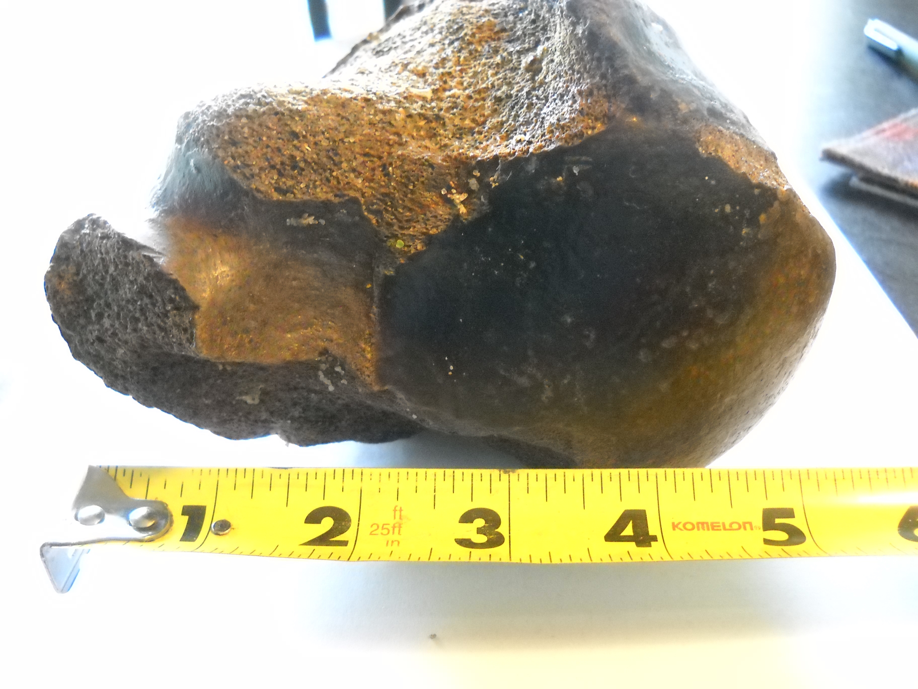 distal femur of what large mammal? - Fossil ID - The Fossil Forum