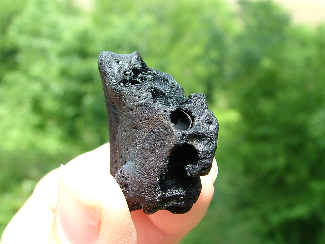 Florida beach find - Fossil ID - The Fossil Forum