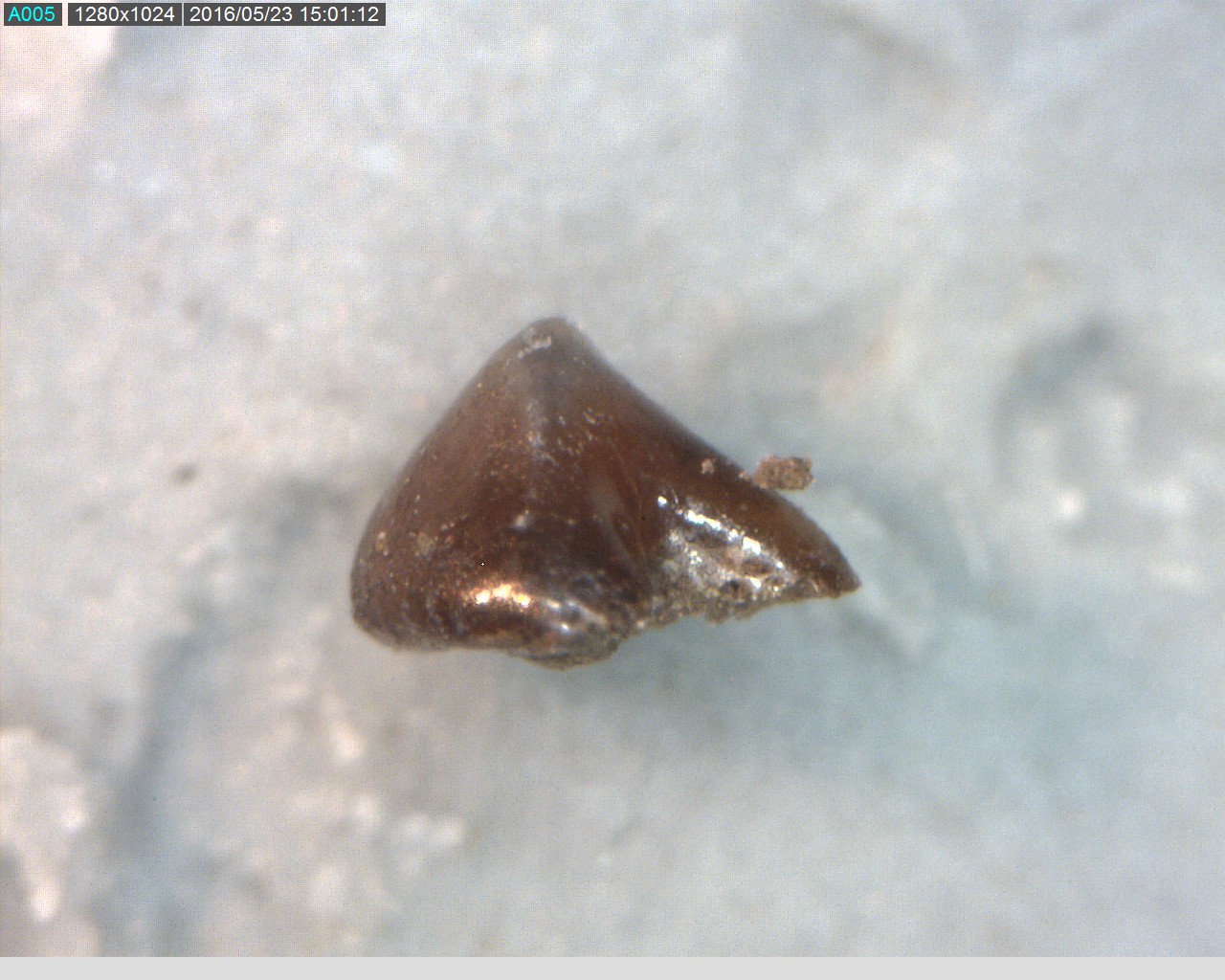Shark/Ray Dermal Denticle - Fossil ID - The Fossil Forum