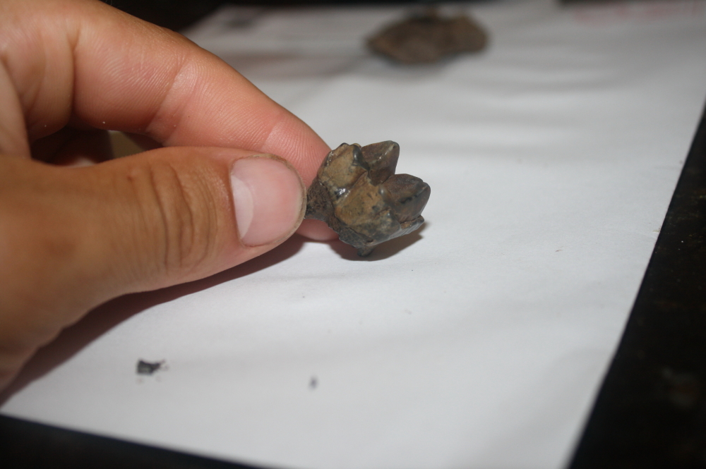 Peace river ID help - Fossil ID - The Fossil Forum