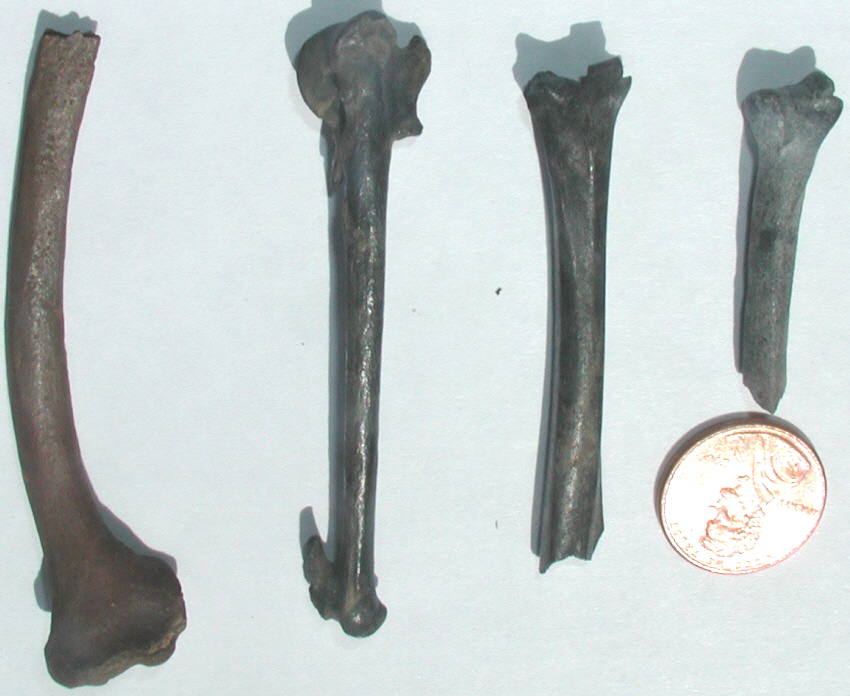 Bird Bones ? - Fossil ID - The Fossil Forum