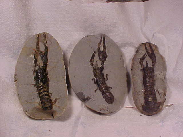 A Cretaceous Lobster - Member Collections - The Fossil Forum