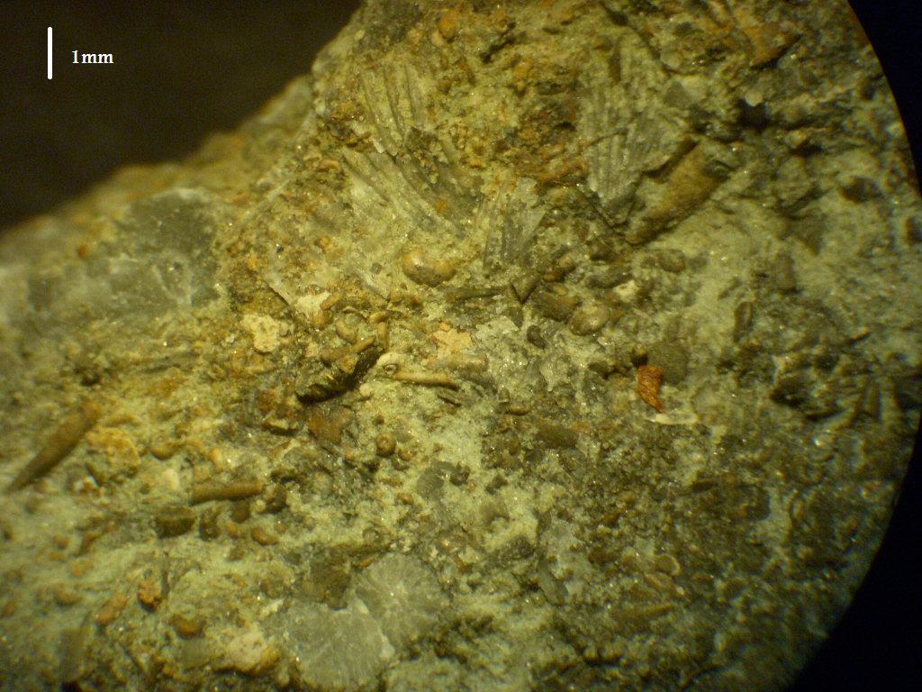 Hyolithes - Fossil Hunting Trips - The Fossil Forum