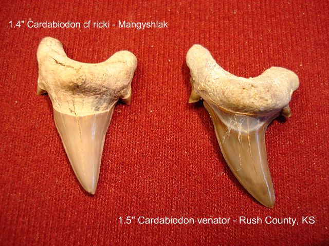 Something Uncommon - Member Collections - The Fossil Forum