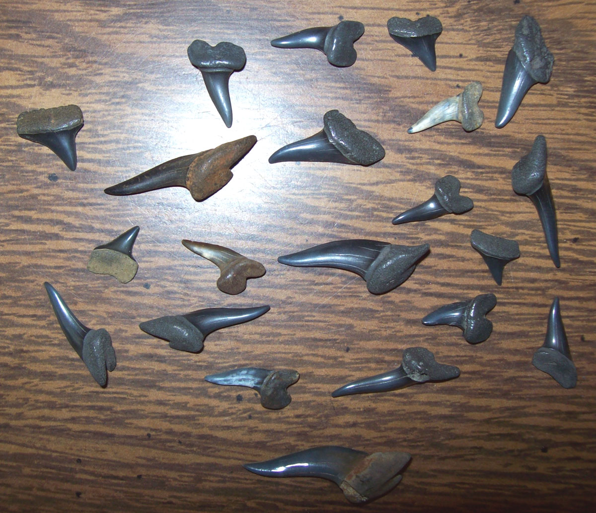 Xiphodolamia Ensis - Member Collections - The Fossil Forum