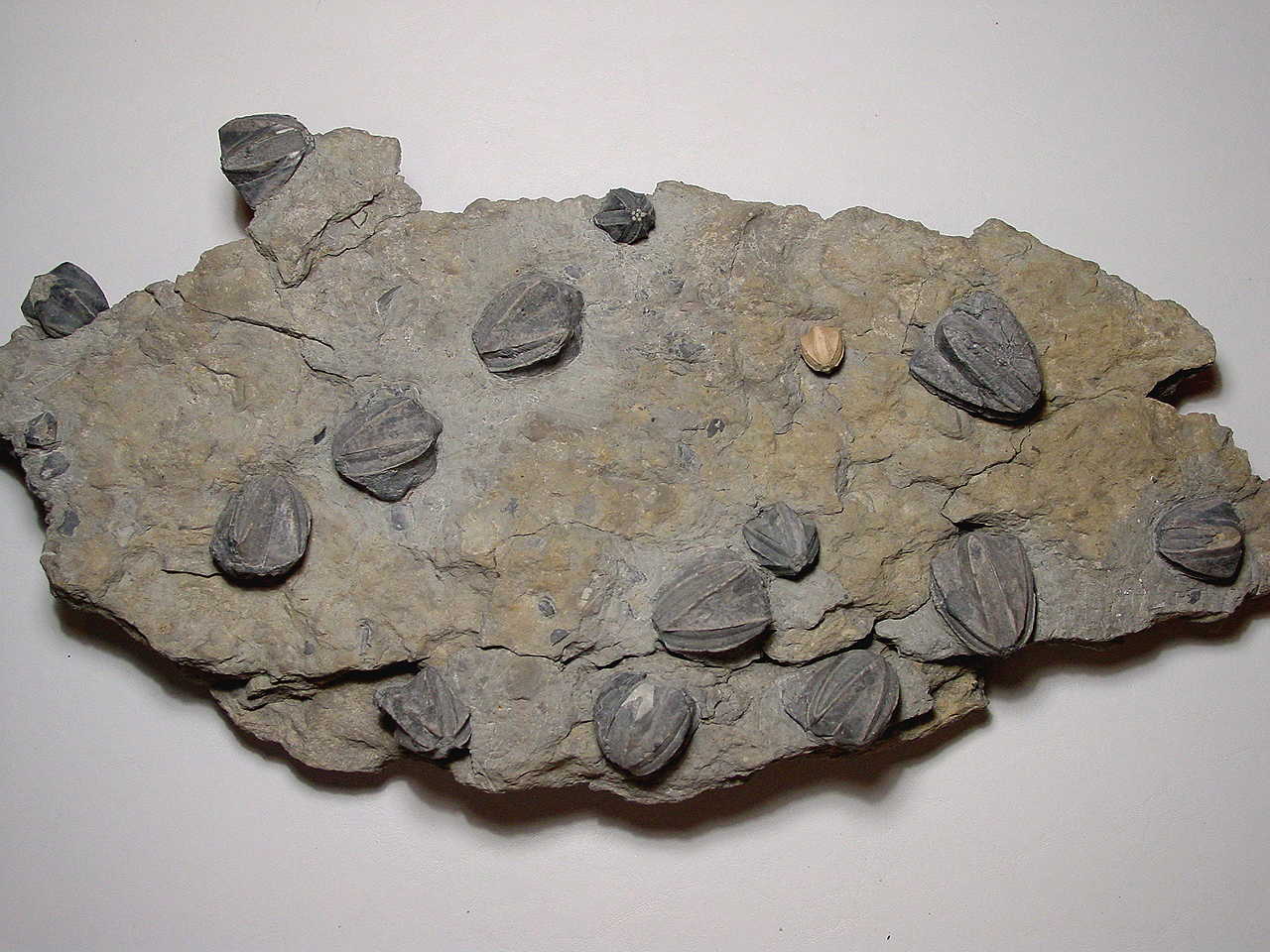 Large Blastoids - Fossil Hunting Trips - The Fossil Forum