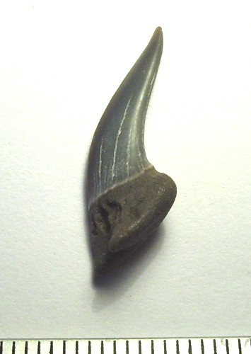 Xiphodolamia Ensis - Member Collections - The Fossil Forum