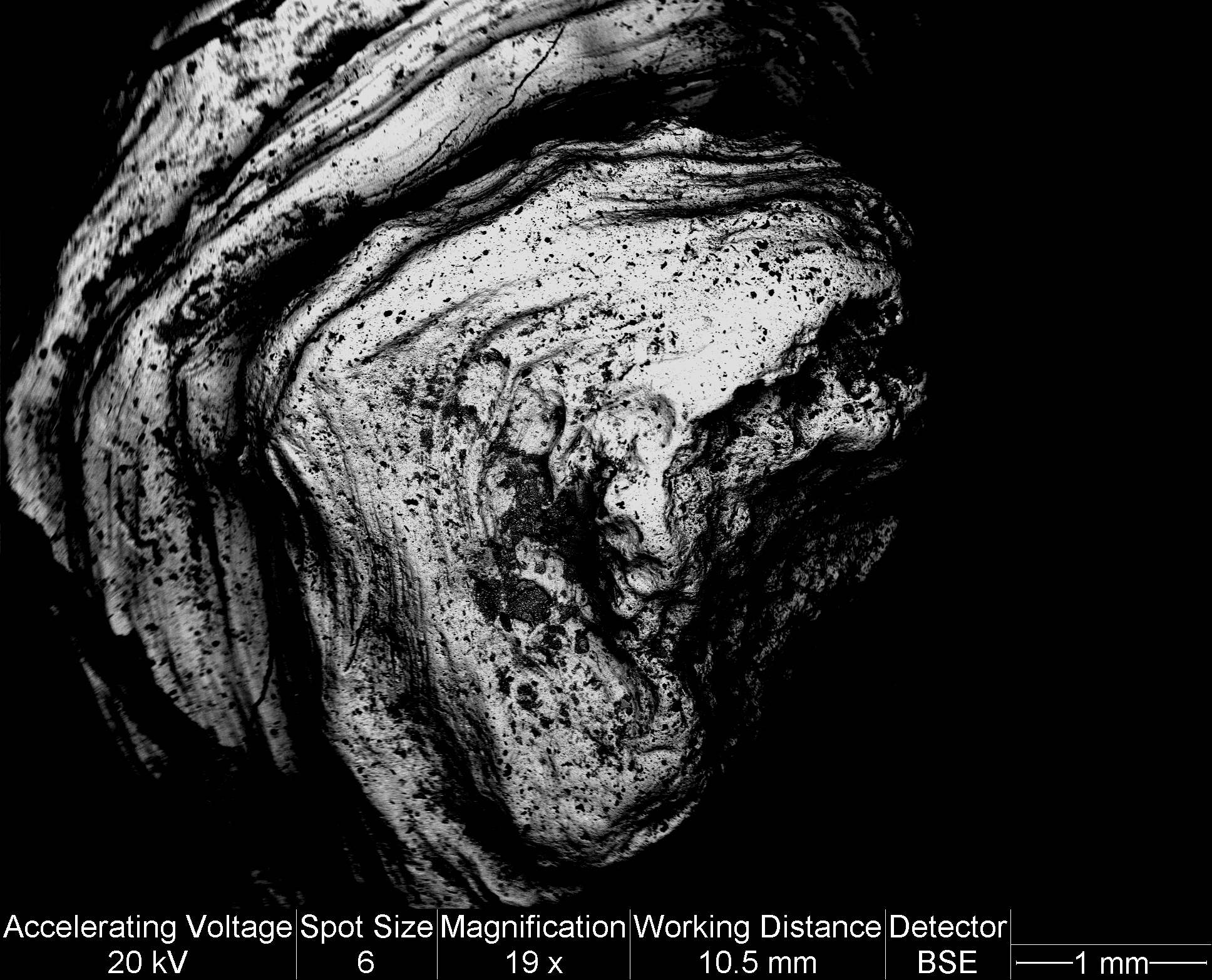 Microfossils - Abundant And Well Preserved - Fossil Hunting Trips - The ...