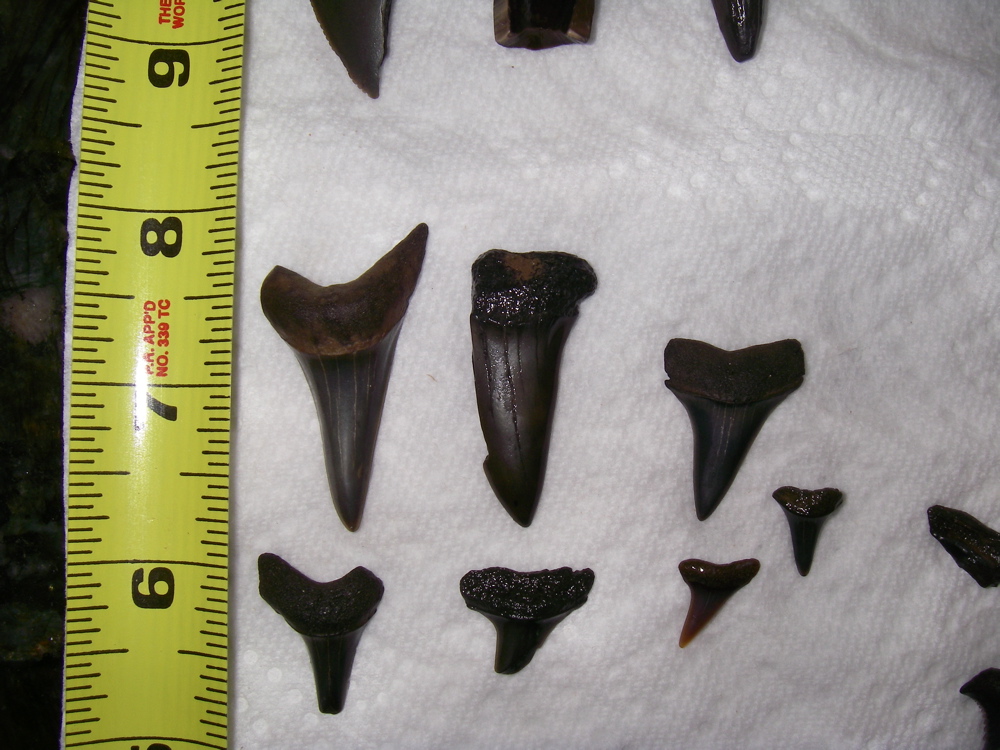 Best Hobby Ever! - Fossil Hunting Trips - The Fossil Forum