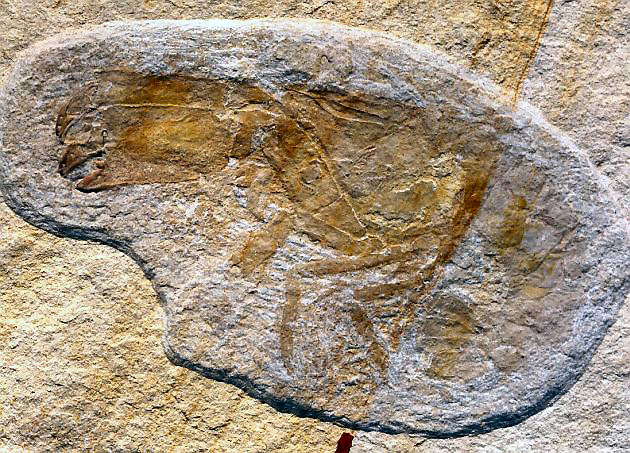 Anyone Ever Found A New Species? - General Fossil Discussion - The ...