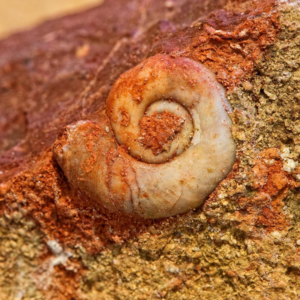 Some New Finds From The Allenby Formation - Fossil Hunting Trips - The ...