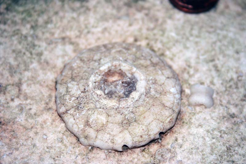 Crinoid Aboral Cup? - Fossil ID - The Fossil Forum