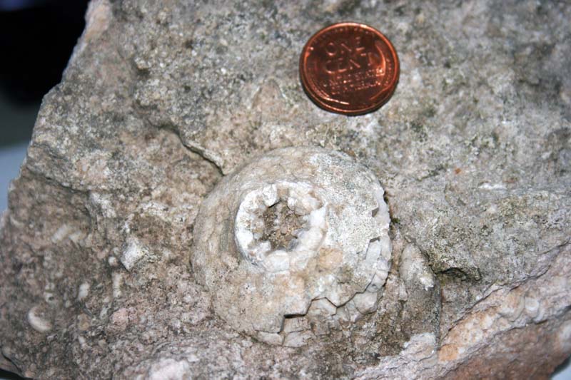 Crinoid Aboral Cup? - Fossil ID - The Fossil Forum