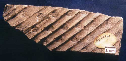 What Might It Be? - Fossil ID - The Fossil Forum