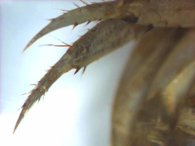 Whats This? - Fossil ID - The Fossil Forum