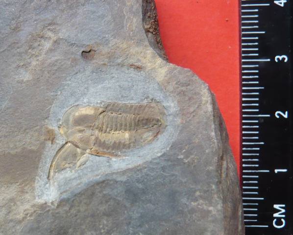 Devonian Trilobites - Member Collections - The Fossil Forum