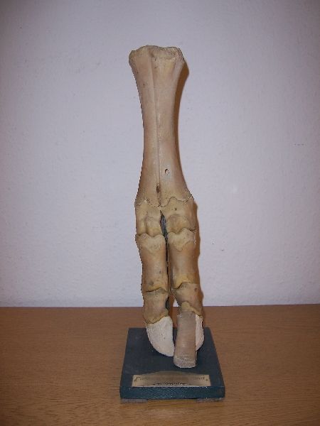 Fossilized Joint Bone - Fossil ID - The Fossil Forum