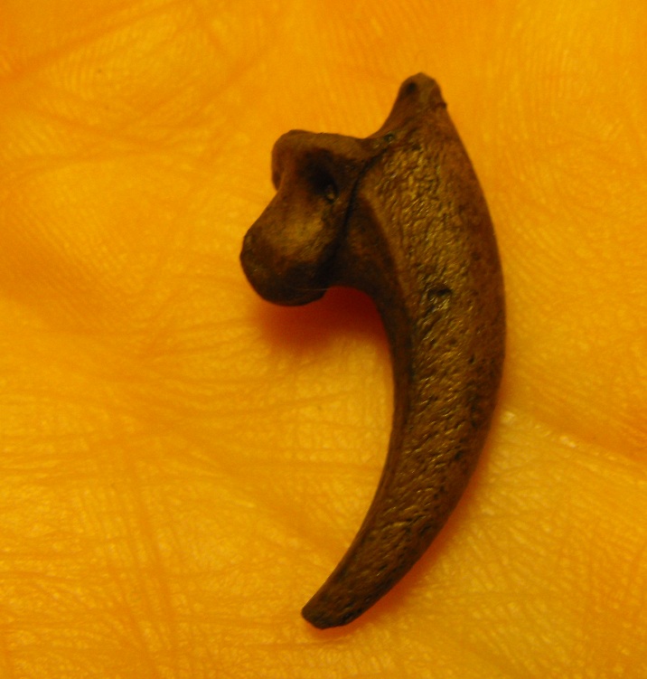 Fossil Claw Id? - Fossil ID - The Fossil Forum