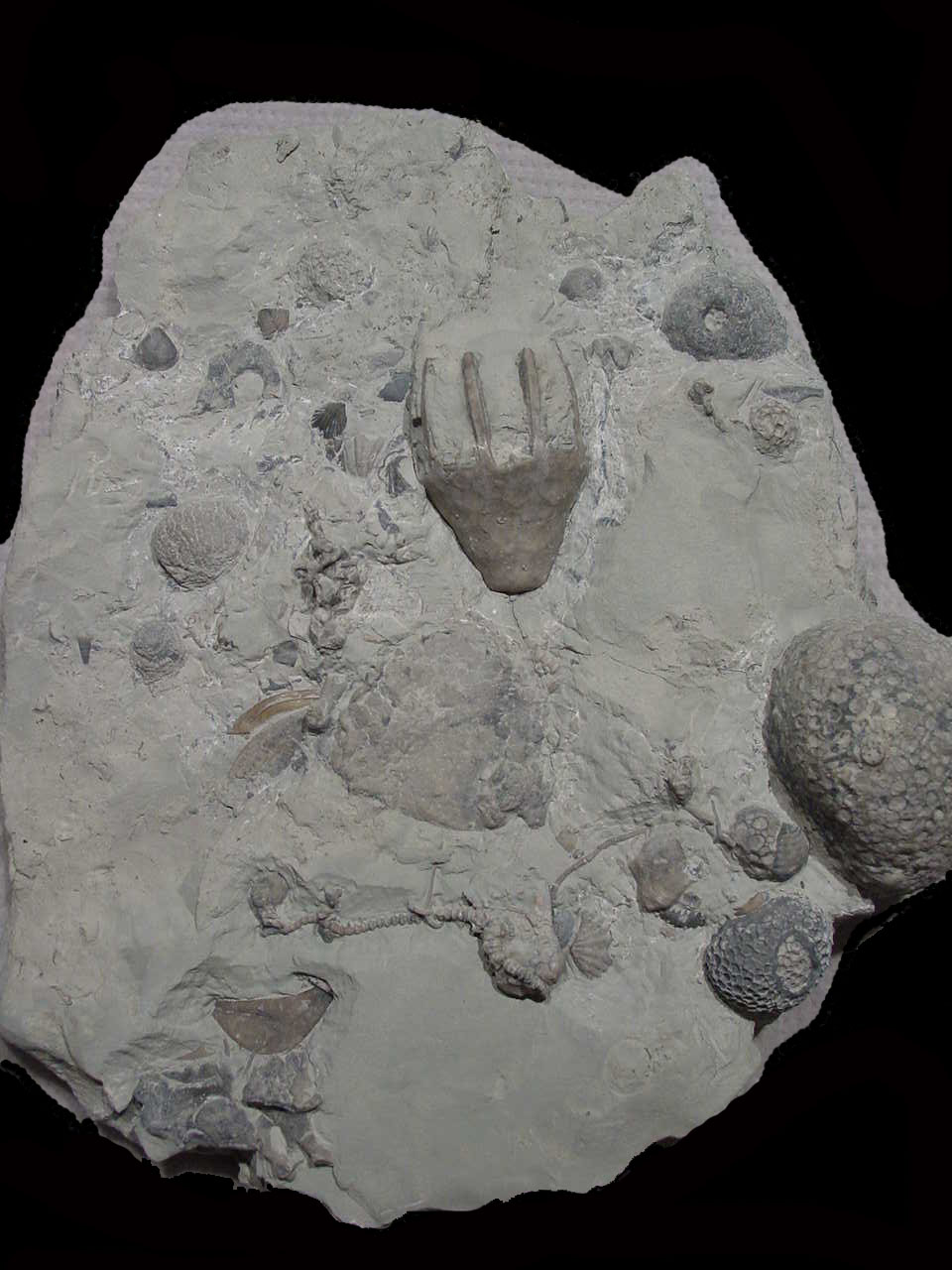 Show Us Your Fossil Assemblage/grouping - Member Collections - The ...