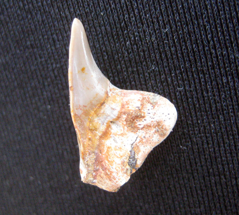 Paraisurus - Fossil Hunting Trips - The Fossil Forum