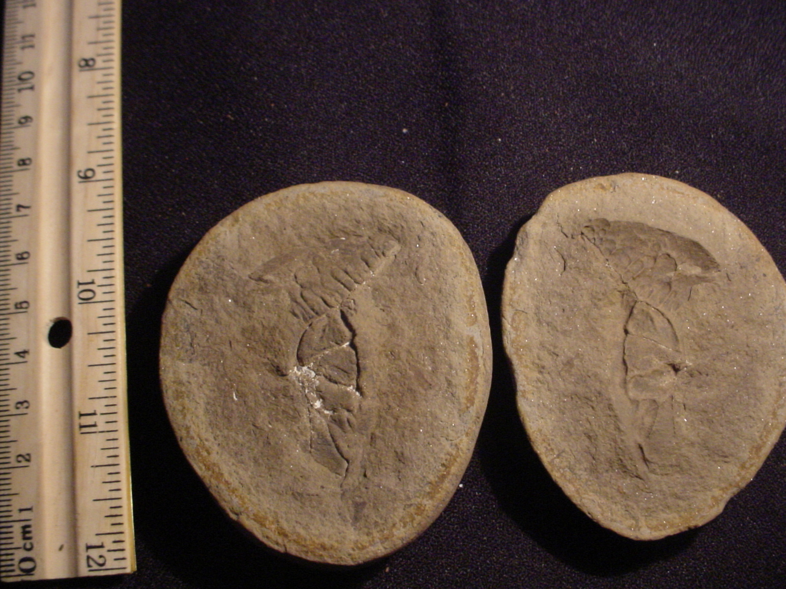 Arthropleura - Page 2 - General Fossil Discussion - The Fossil Forum