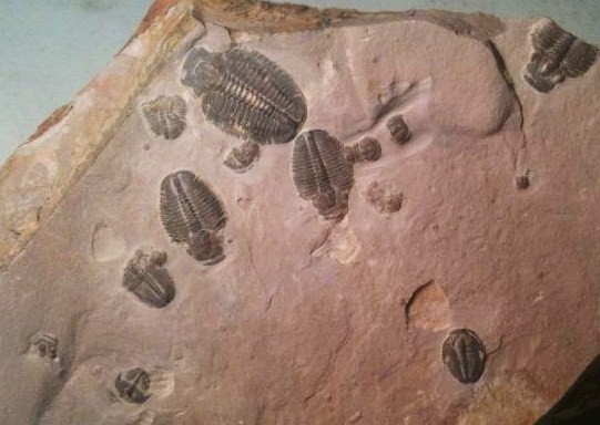 Utah Adventure! - Fossil Hunting Trips - The Fossil Forum