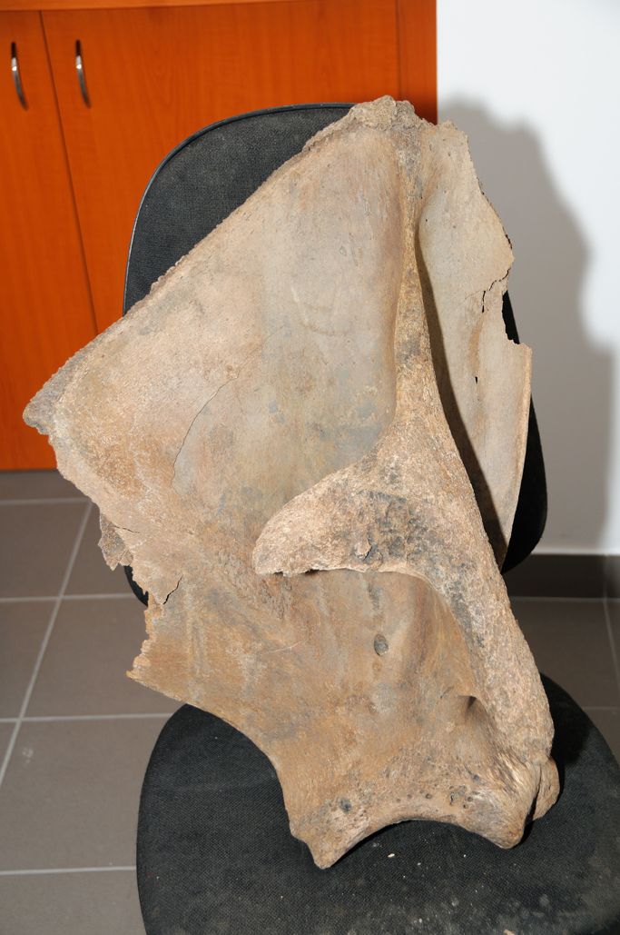 New Bones From The Pits (04-05/2011) - Member Collections - The Fossil ...