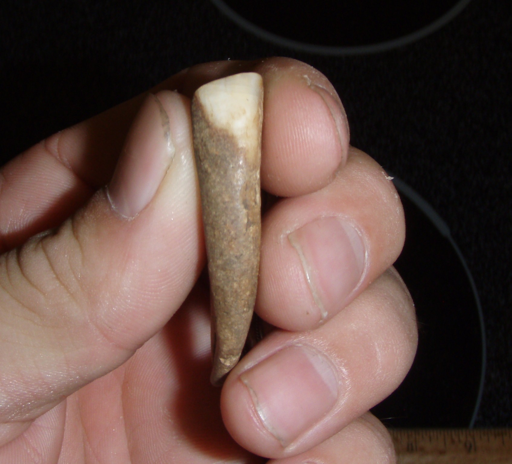 Unknown Texas Mammal Tooth - Fossil ID - The Fossil Forum