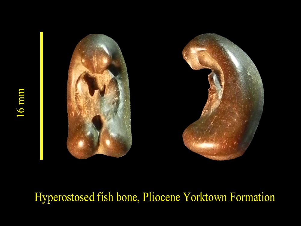 Fish Bones? And ....? - Fossil ID - The Fossil Forum