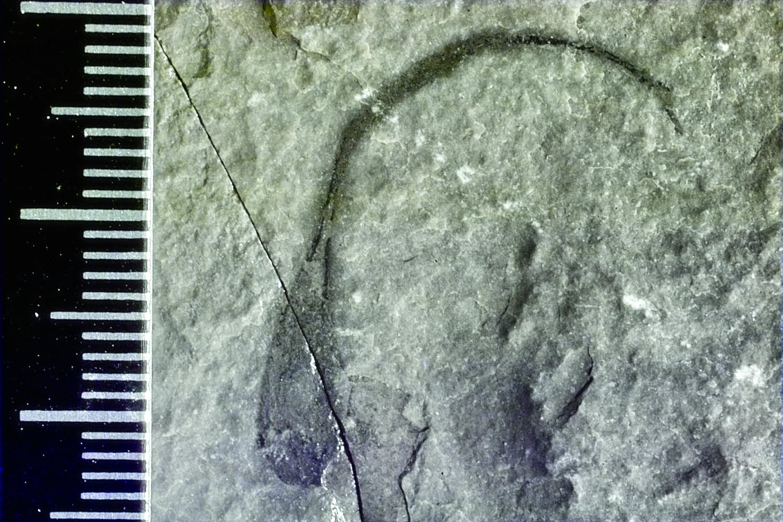 Unidentified "blob With Tail" Form Silurian Bertie Lagerstatte - Fossil ...