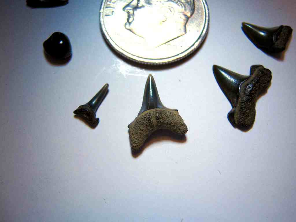 Micro Teeth From Big Brook - Fossil Hunting Trips - The Fossil Forum