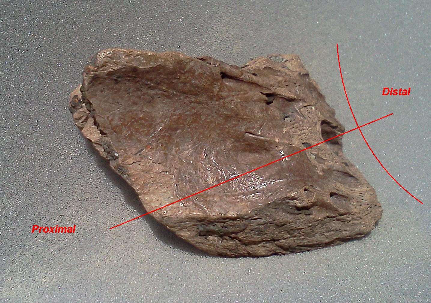 [S]Mammal Skull[/s] Bison Horn Core Fragment X2! - Fossil ID - The ...