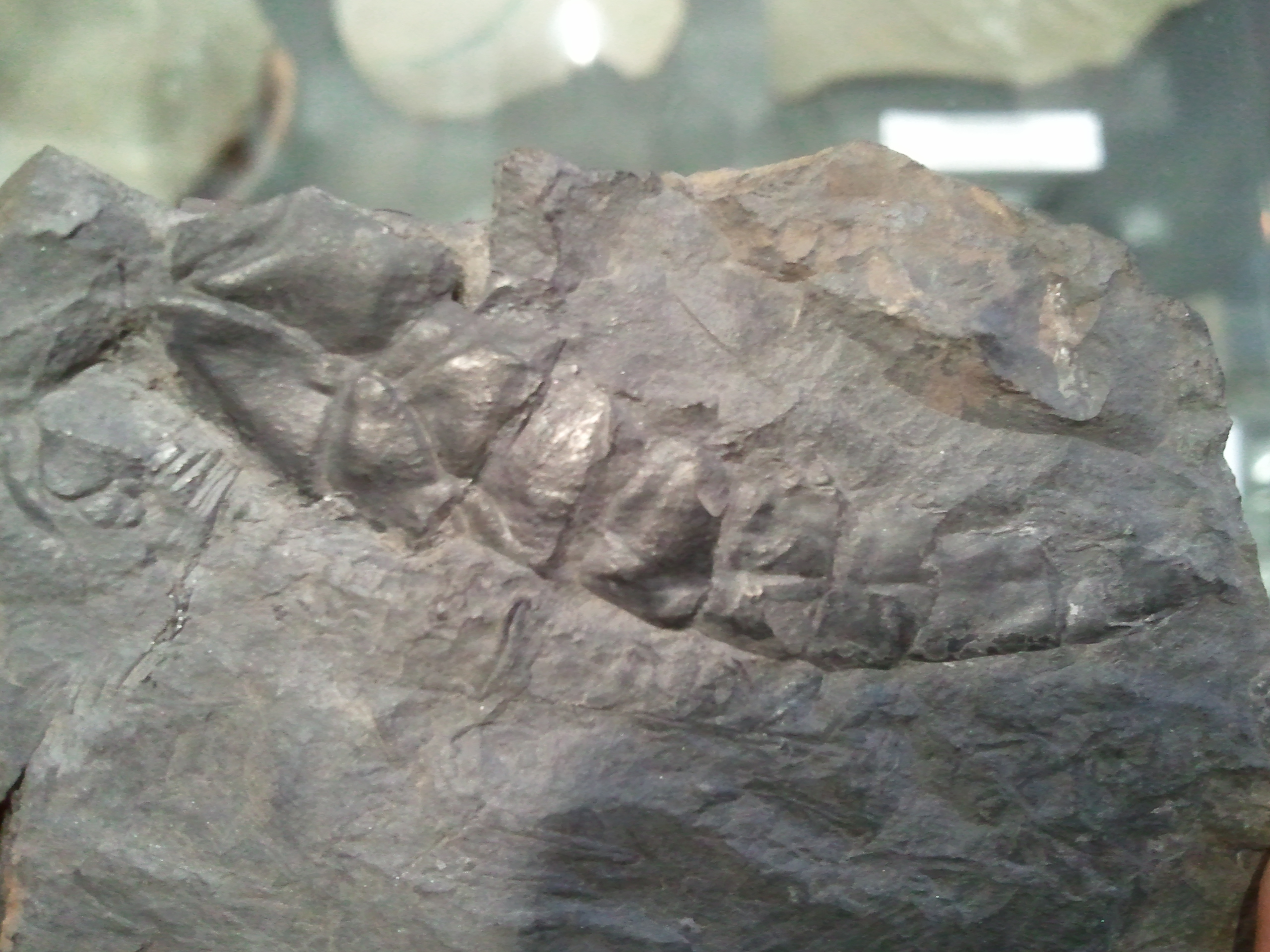 Arthropleura - Page 2 - General Fossil Discussion - The Fossil Forum