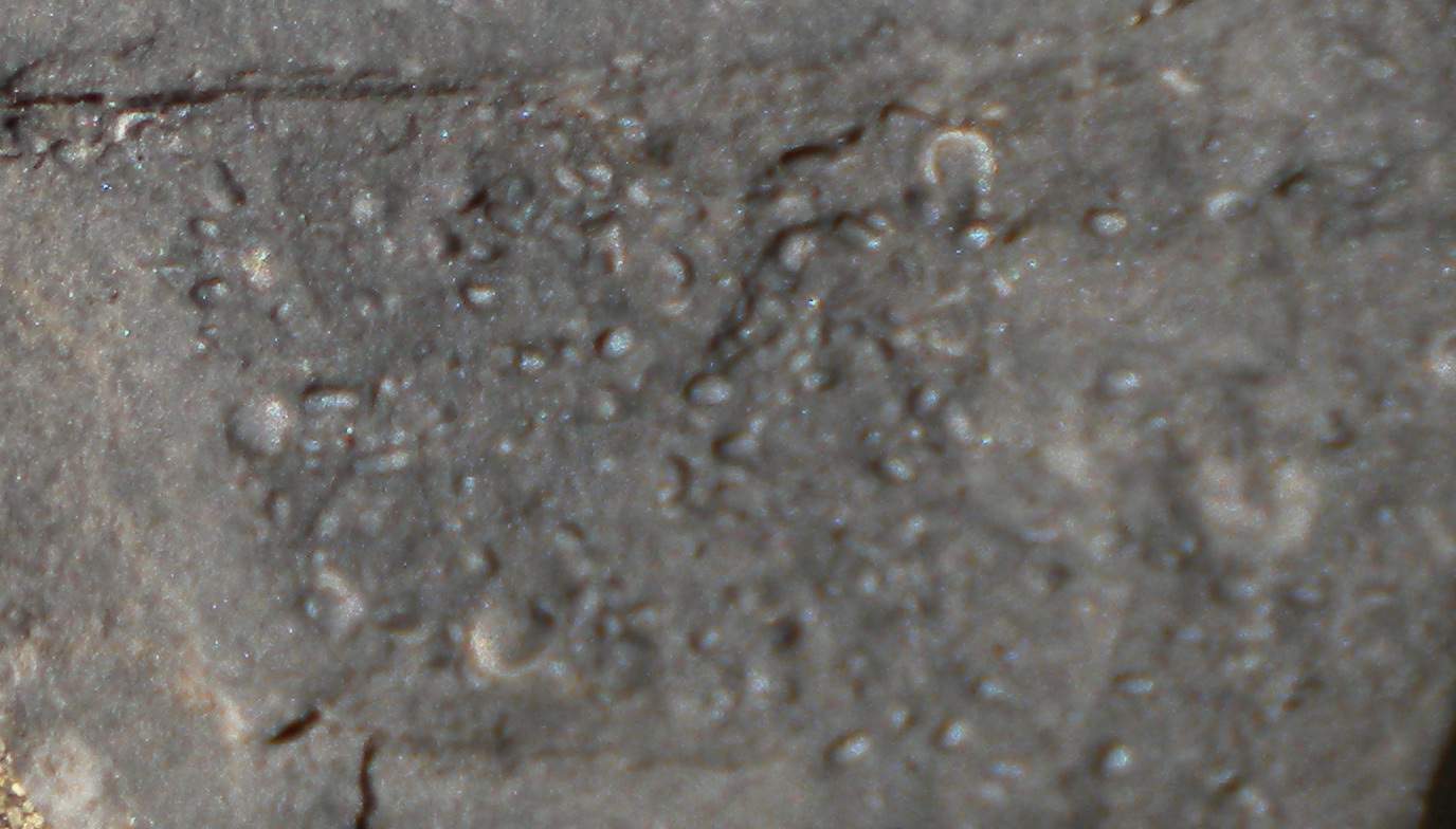 Microfossils? - Fossil ID - The Fossil Forum