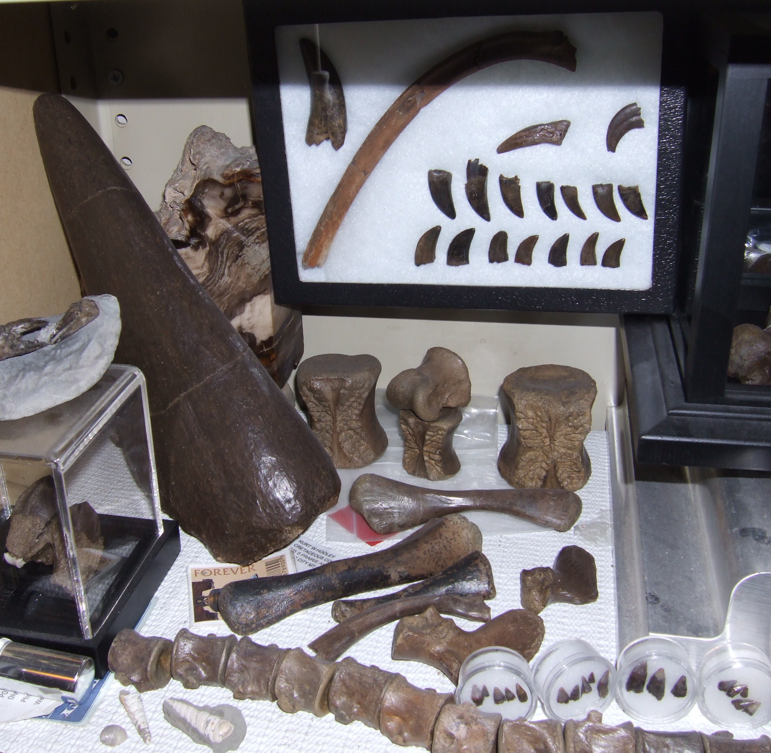 My Dino Collection - Member Collections - The Fossil Forum
