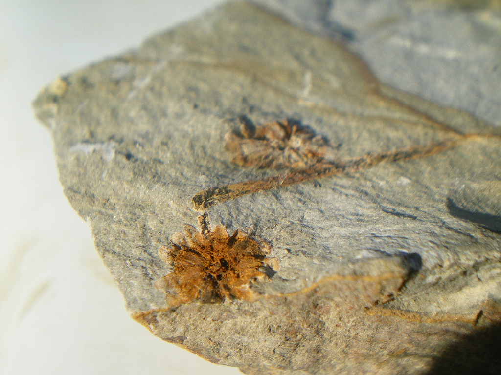 Flowers Or Cones - Fossil ID - The Fossil Forum