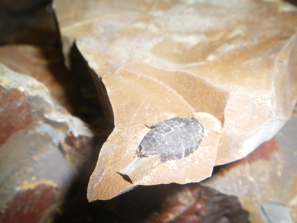Seed Or A Nut? - Fossil ID - The Fossil Forum