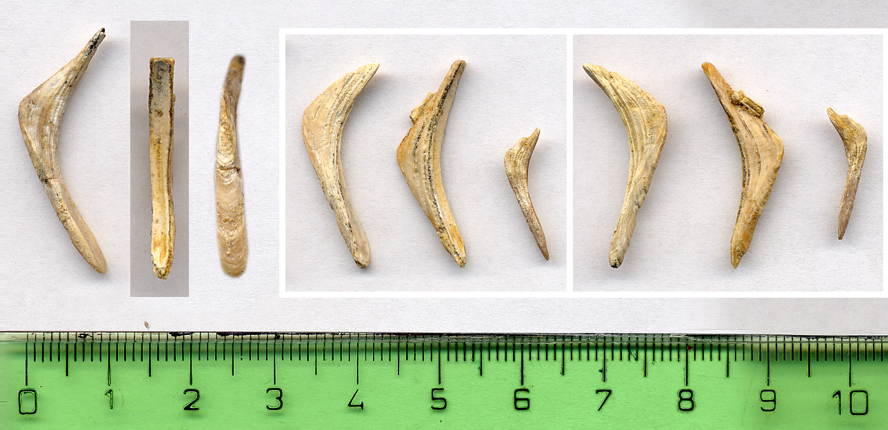 Fish Bones? And ....? - Fossil ID - The Fossil Forum
