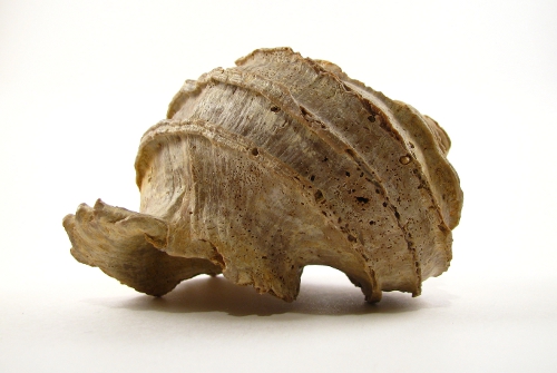 Favorite Fossil Shell - Fossil Hunting Trips - The Fossil Forum