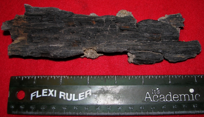 Ancient Fire Remains - Questions & Answers - The Fossil Forum