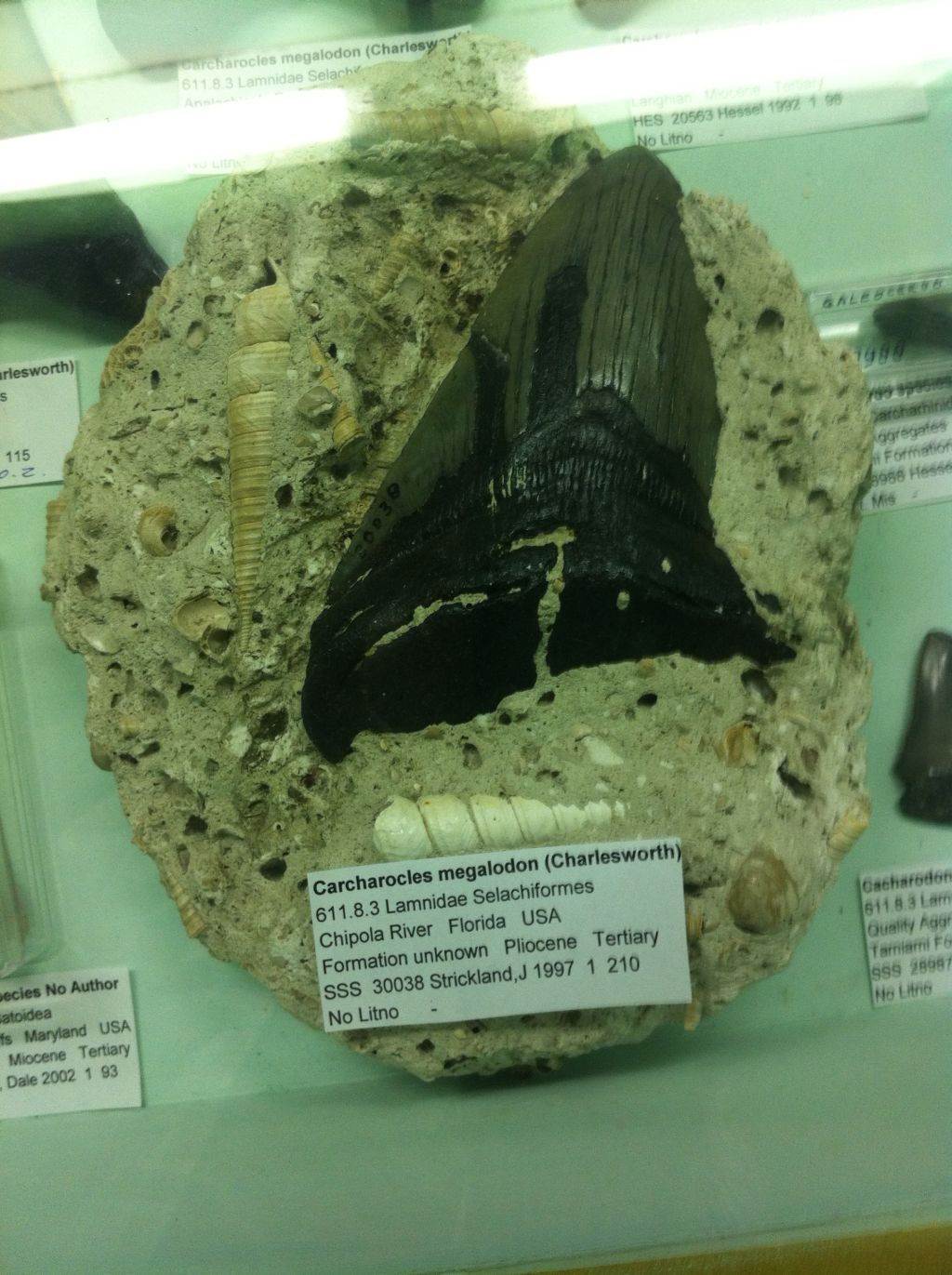 Stichting Schepsel Schelp - Southern Comfort - The Fossil Forum