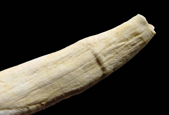 Pleistocene Wild Boar Tooth? - Fossil ID - The Fossil Forum