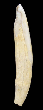 Pleistocene Wild Boar Tooth? - Fossil ID - The Fossil Forum
